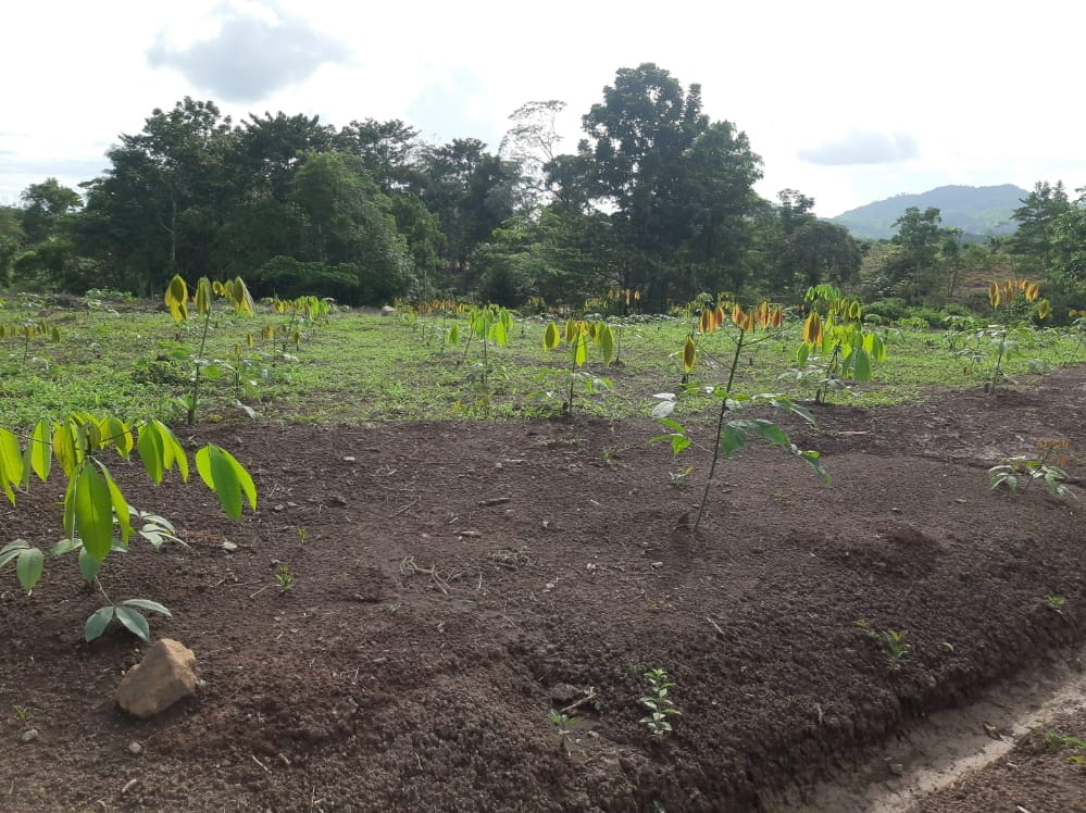 Avanza proyecto de caucho | Hemco